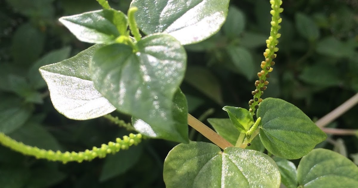Manfaat Tanaman Muluk-Muluk (Bali)-Cekro-Ketumpang Air-Mengobati Ngilu ...