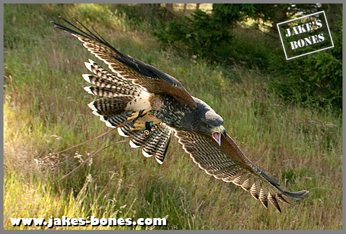 Learning how to handle a Harris Hawk : Jake's Bones