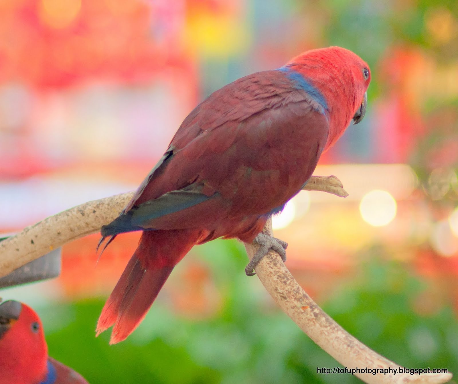 Tofu Photography: Red parrot