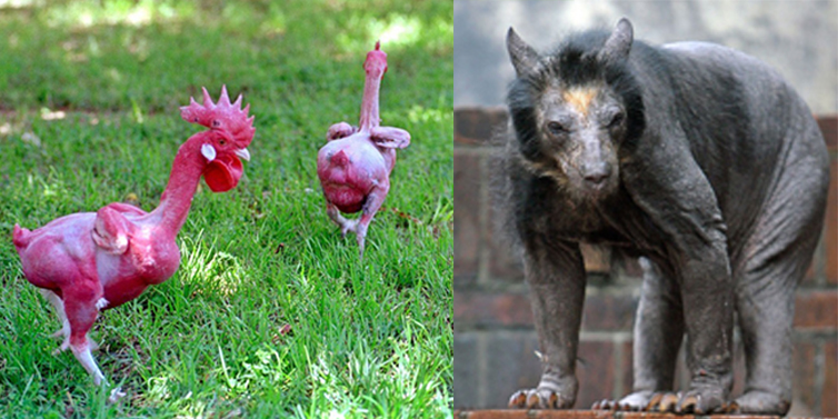 14 Shocking Hairless Animals - The 1st One Looks So Grotesque ...