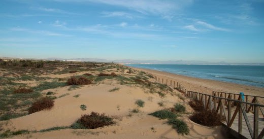 Medio Ambiente regenerará las dunas de Guardamar del Segura ~ Noticias ...