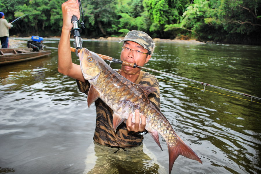 Big Fishes of the World: PERCH JUNGLE (Hampala macrolepidota)