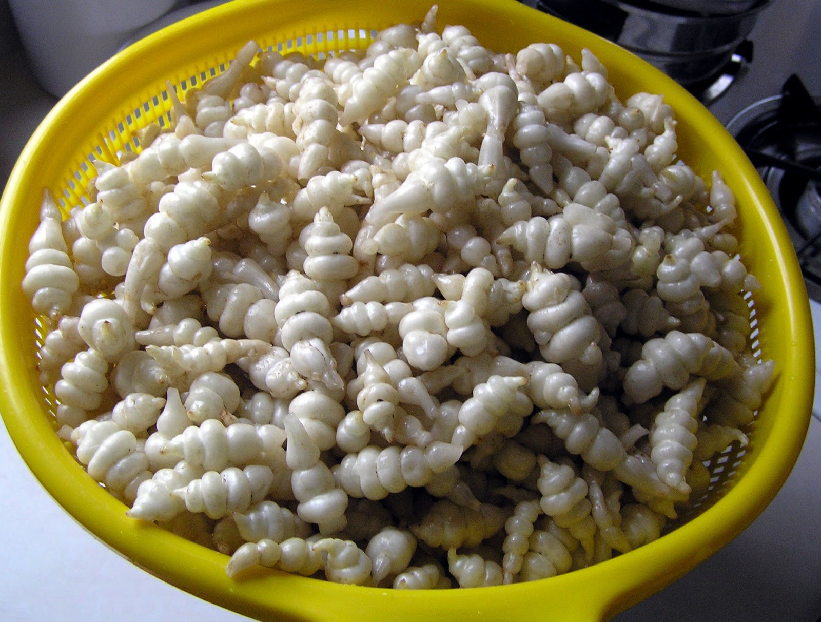 Rare Edible Root Crops: My chinese artichoke