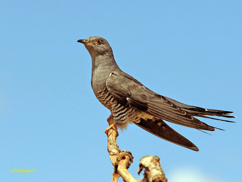 MIS AMIGAS LAS AVES: Cuco común (Cuculus canorus) ¡¡me sigue visitando.¡¡