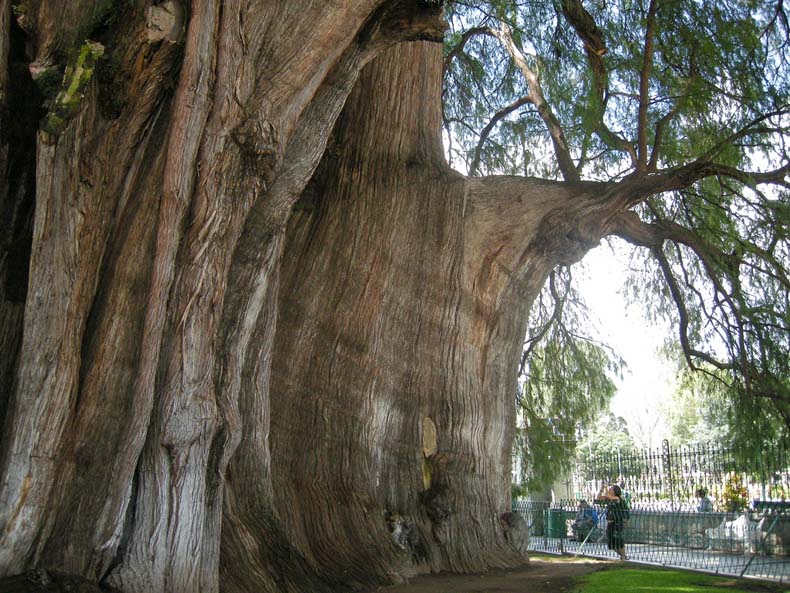 El Árbol del Tule - RUTA 33