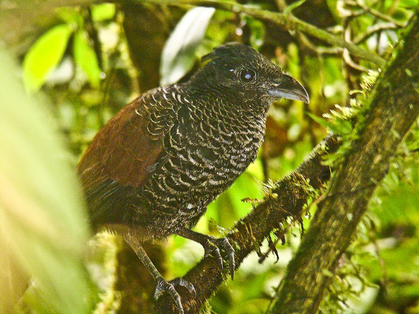 ANCHICAYA BIRDWATCHING