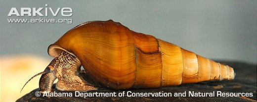 katherine.gavrelos: Adpot a Species - Rough Horn snail Pleurocera foremani