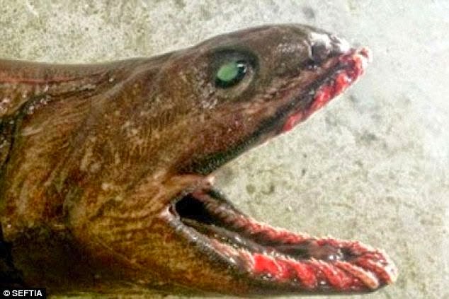 Happy's Blog: (Photos) Demonic Fish With Over 300 Teeth Caught By ...