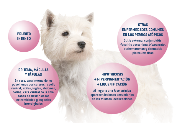 Clinica Veterinaria Torreblanca: ATOPIA. DERMATITIS ATÓPICA EN EL PERRO