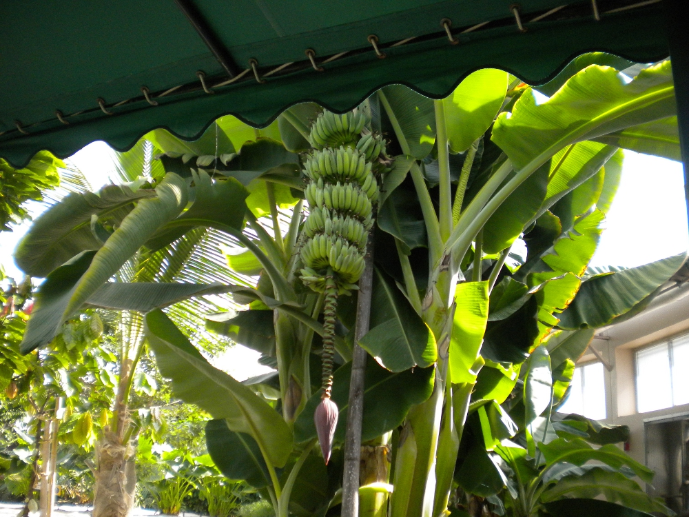 Del's Shells: The Greenhouse at Epcot