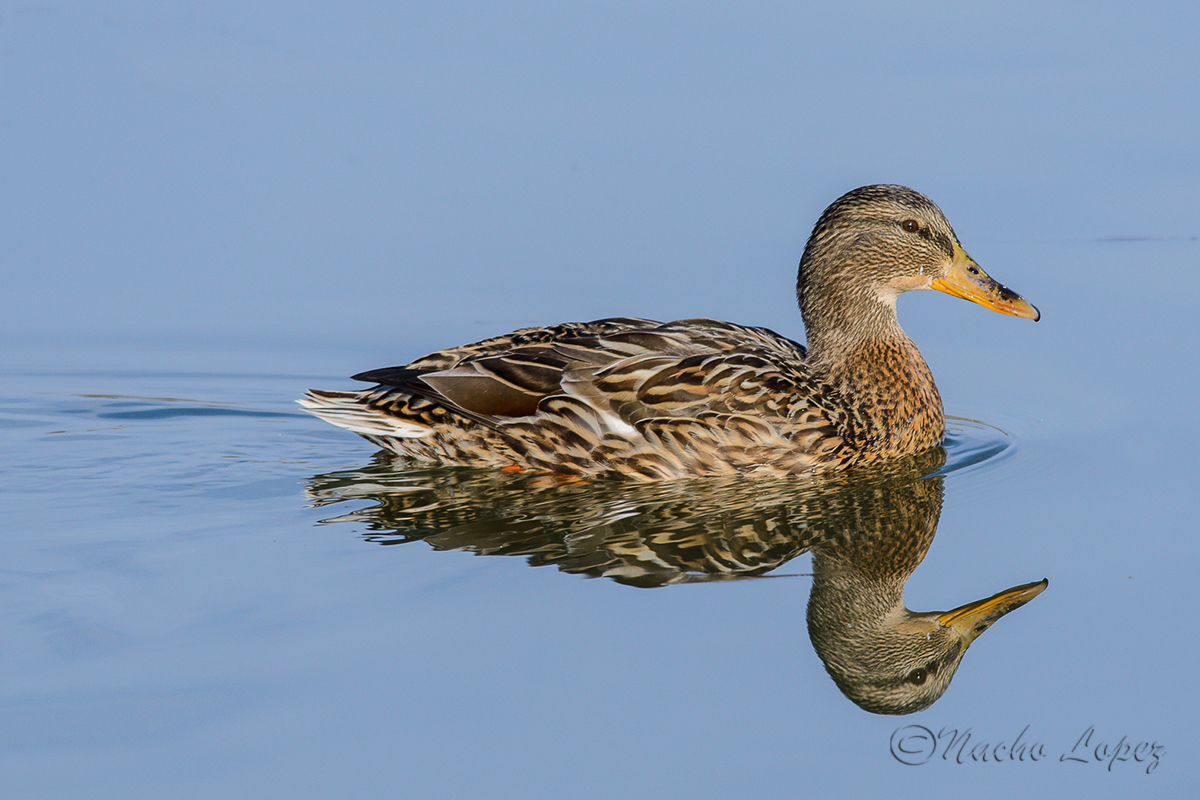 El Blog de Nacho: Anade Real