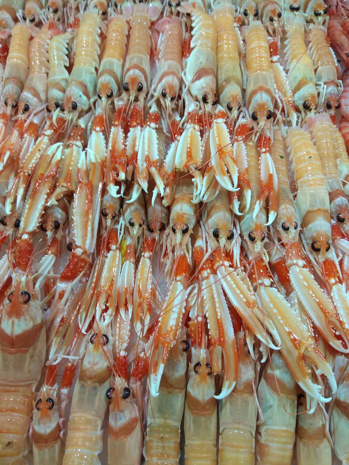 PEIXOS MARISCOS: LA CIGALA