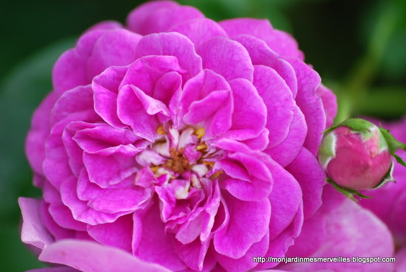 Mon Jardin Mes Merveilles: Nouvelles roses 2012 : Blue Boy