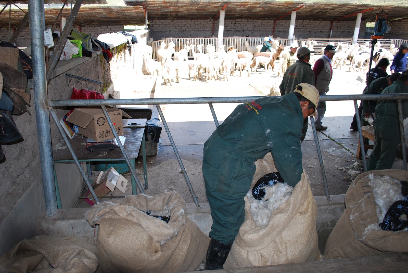 Alpaca Farming Across the Americas
