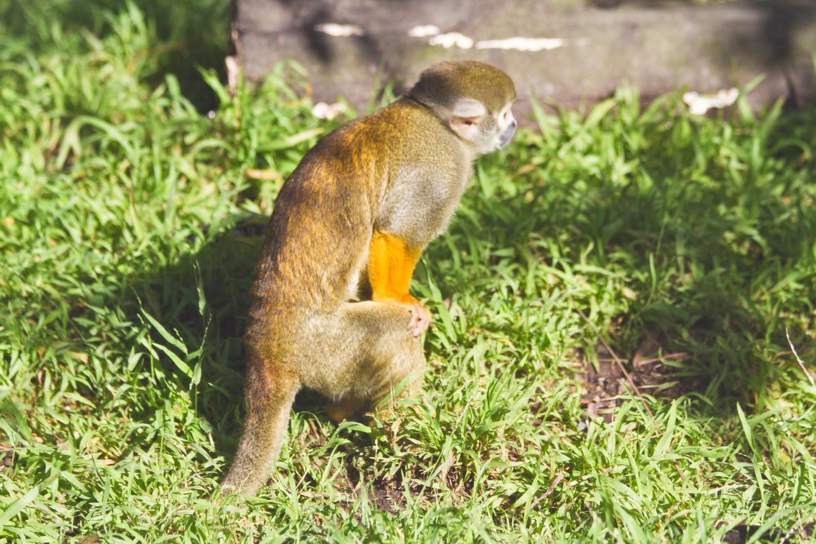 Naturetastic Blog: Gibbon Island/Chimpanzee/Squirrel Monkey - Oakland ...