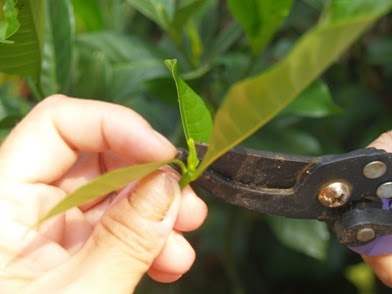 Cara mudah Perbanyakan Tanaman dengan Stek Pucuk Daun | -Petani TOP-