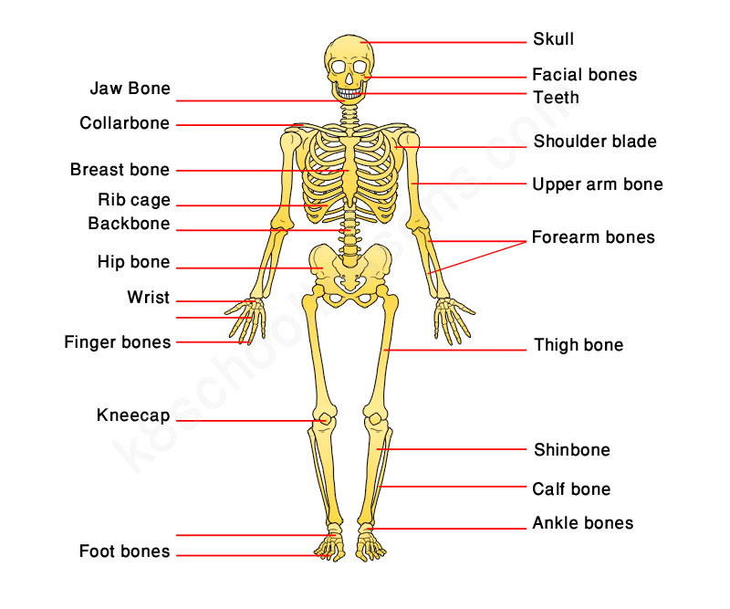 Human Skeleton for Kids | Skeletal System | Human Body Facts