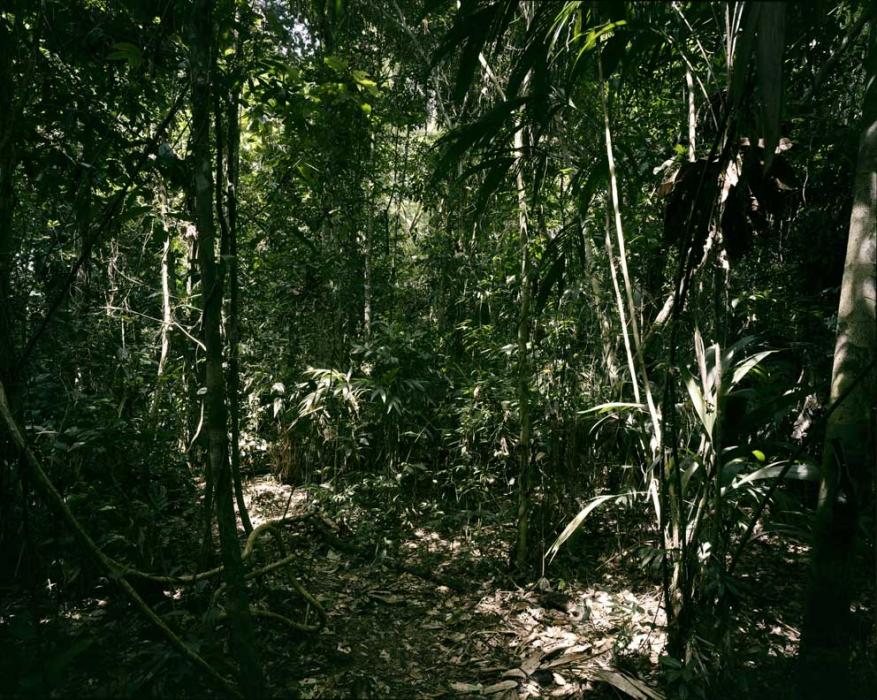 Foray into Photography: Thomas Struth Exhibition