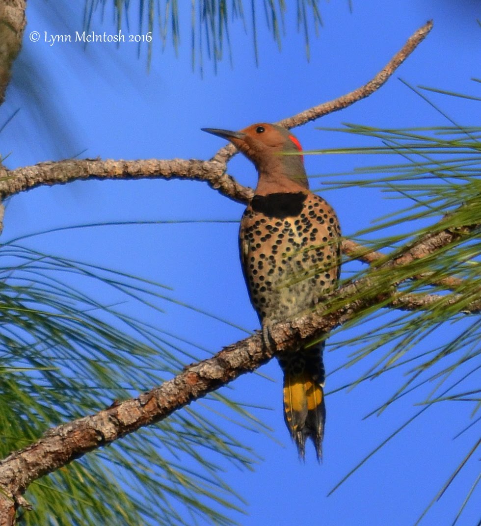 Southwest Florida Gardener: Passiflora