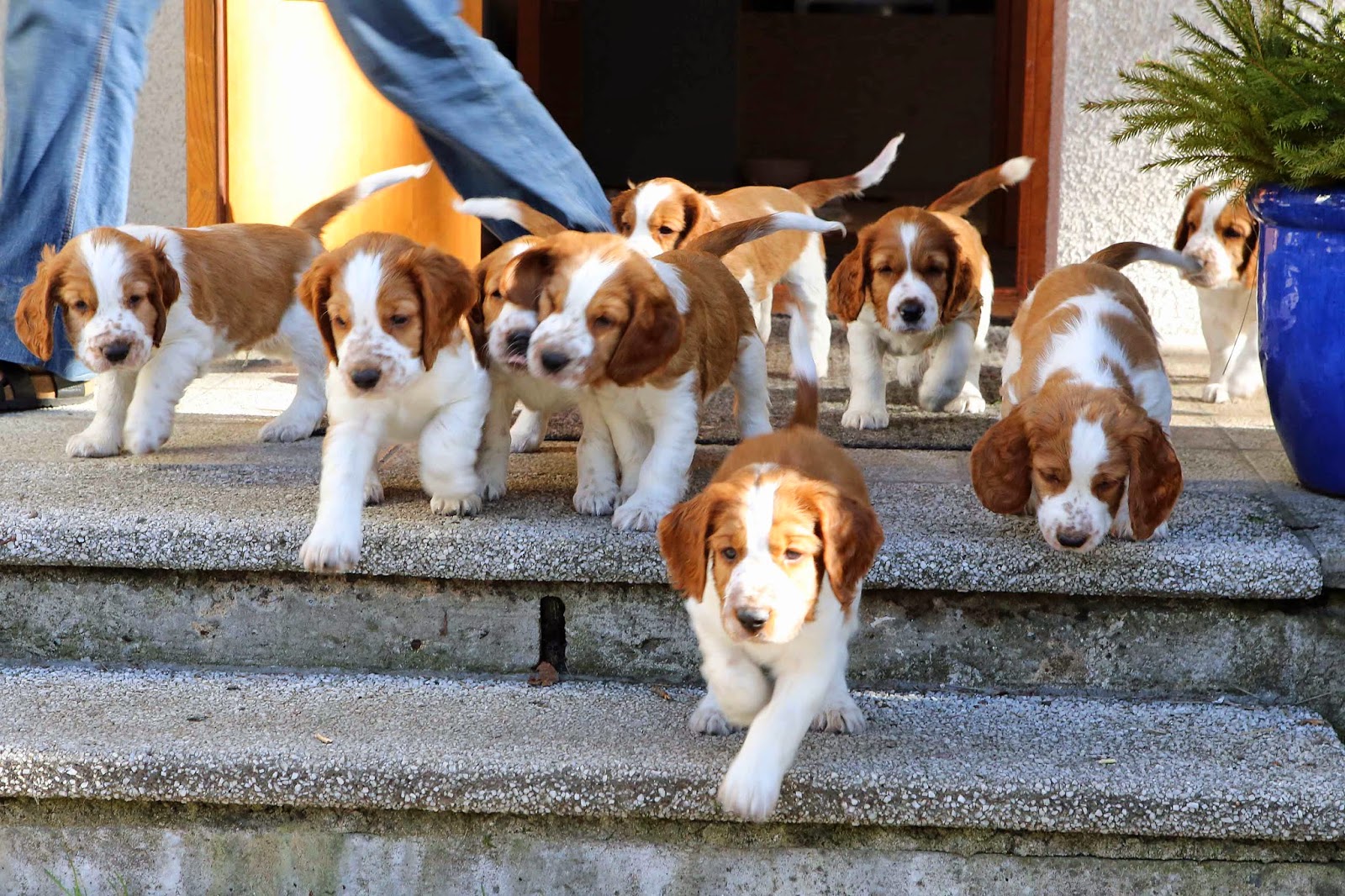 Ami kutsikad: Kutsikad 7 nädalat vanad/ Puppies 7 weeks old