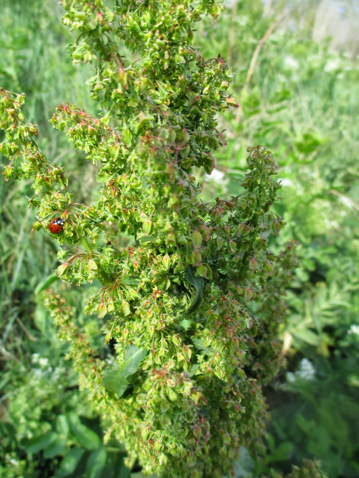 La Mar de VeRde: SOLO ALGUNAS RAZONES PARA CUIDAR DE NUESTROS ARBOLES