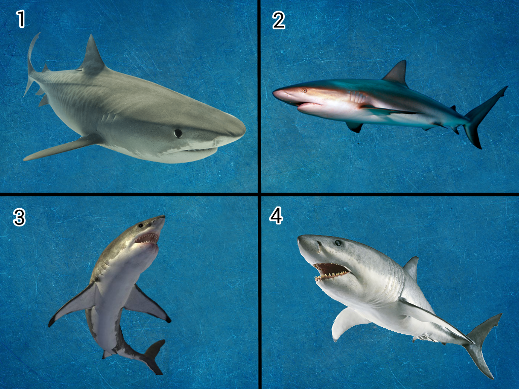 Mentahan ikan hiu PNG buat edit foto