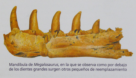 Arturo de Miguel - Wildlife Art: Dinosaurios del Jurásico de Asturias II.