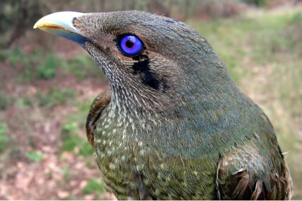 la naturaleza: PÁJARO JARDINERO