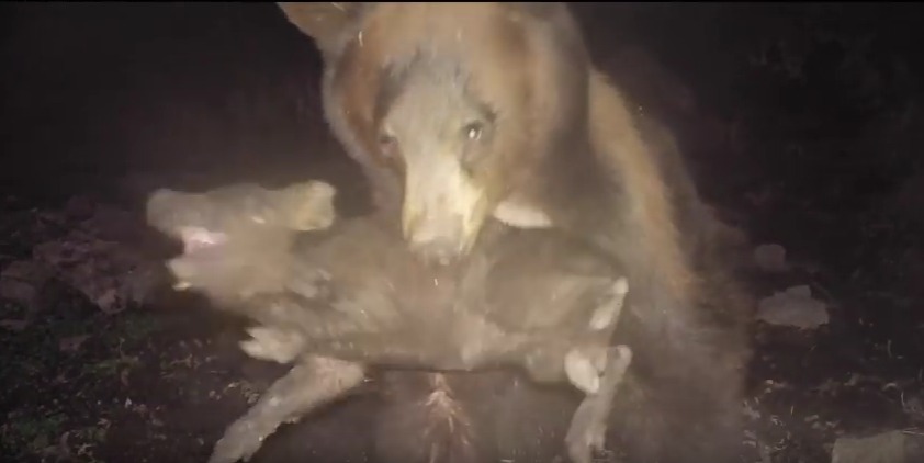 Mountain Mann Survival: BLACK BEAR LOVES BACON