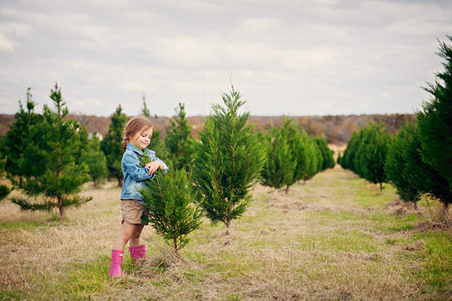 Capturing the Ride: Christmas Tree Hunting
