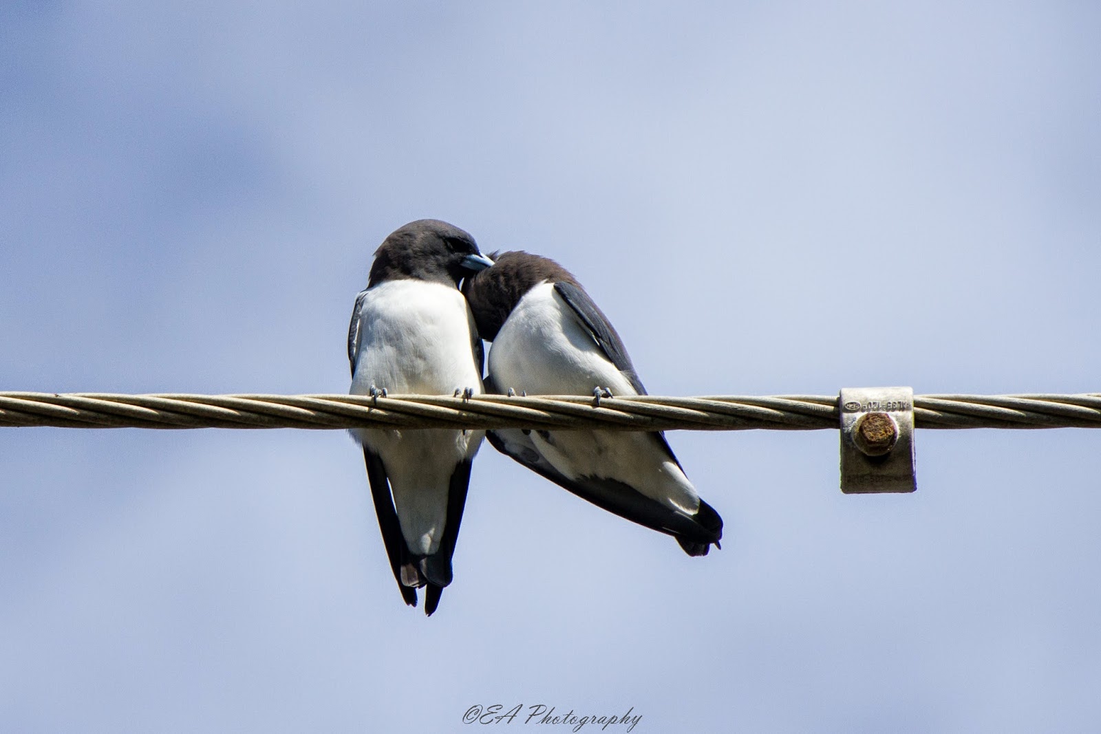 The Greatest of These is LOVE: Wild Bird Wednesday: White-breasted ...