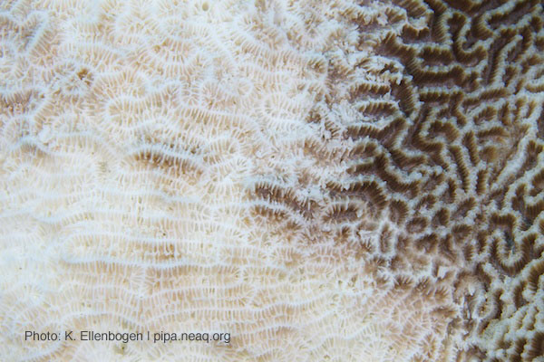 Phoenix Islands Blog