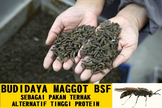 CARA BUDIDAYA MAGGOT BSF TANPA BAU
