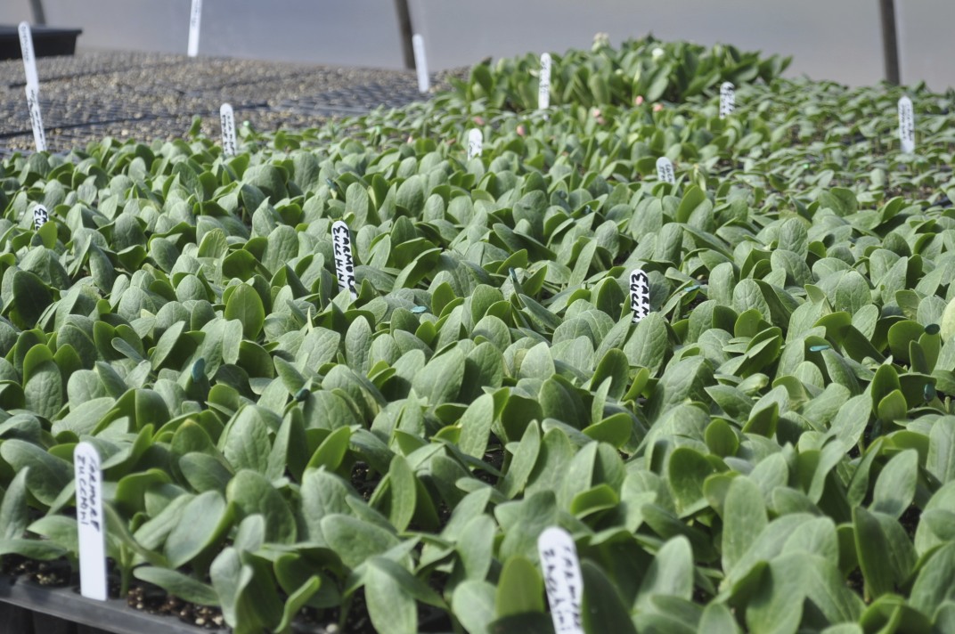 Fosters Meadow Heritage Center: May 2012