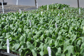 Fosters Meadow Heritage Center: May 2012