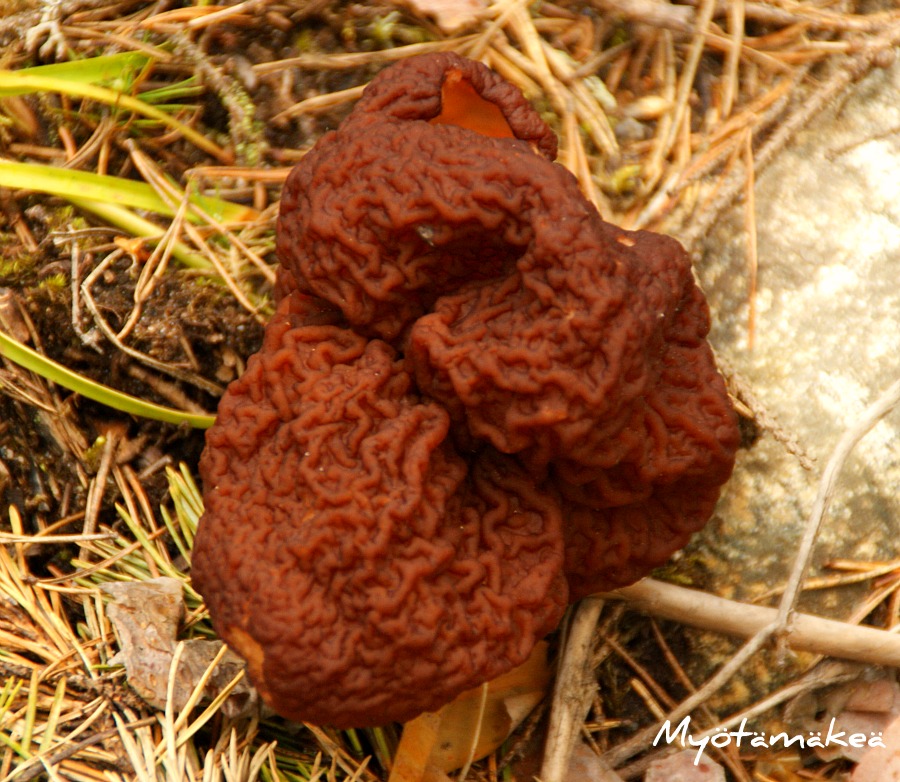 Myötämäkeä: Korvasieni - hakkuualueen myrkyllinen herkku