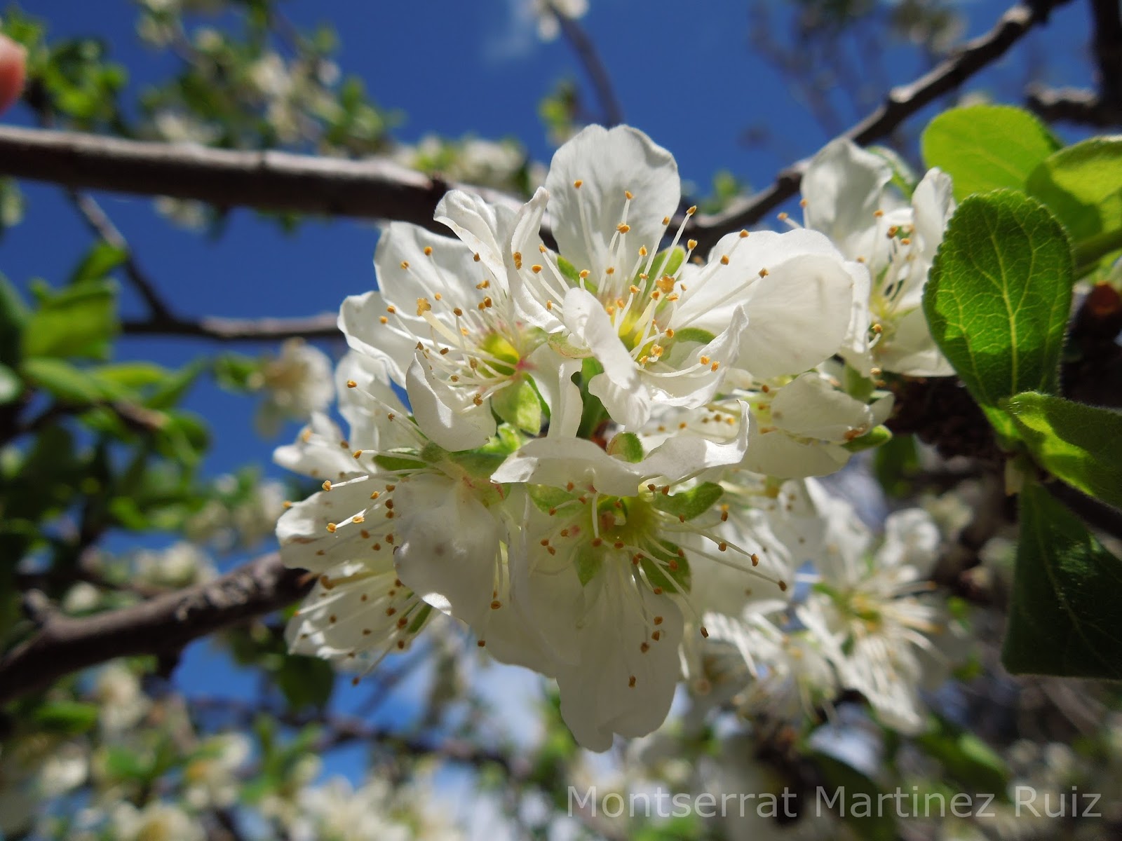 Flores del MANZANO - BOTÀNIC SERRAT