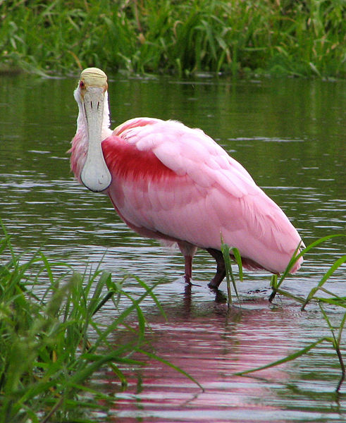 Musings of a Biologist and Dog Lover: Drawing Animals: Roseate Spoonbill