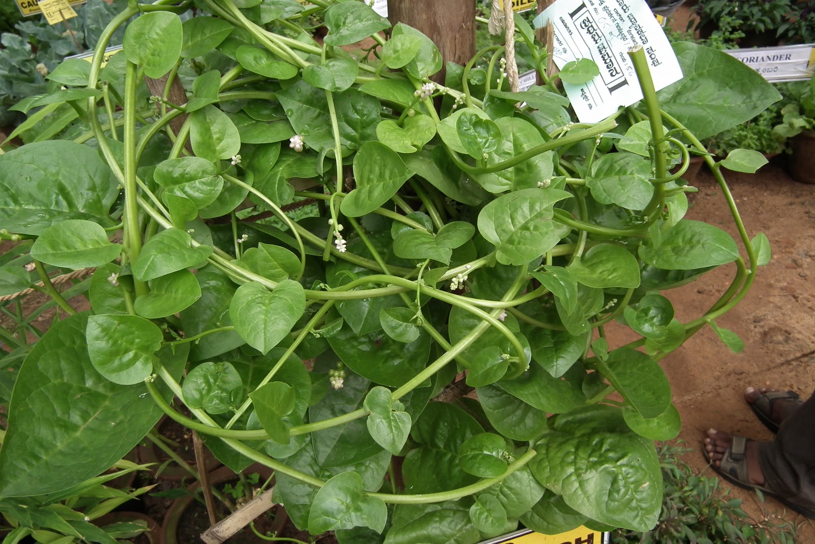 Swami Nirmalananda Giri Maharaj : AYURVEDIC MEDICINAL PLANTS DATABASE