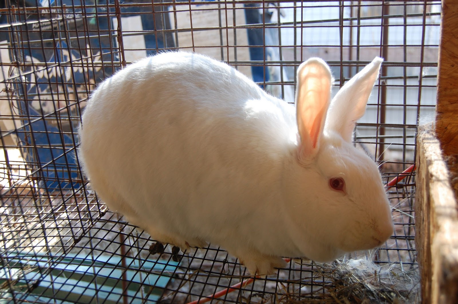 My Life as a Ranch Girl: Rabbits