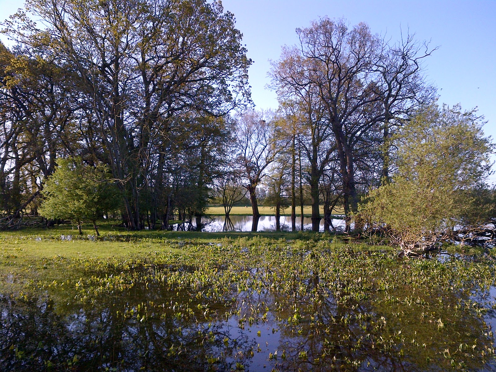 justthoughtsnstuff: moaty thing, awash, lasa, swan at radcot, robert ...