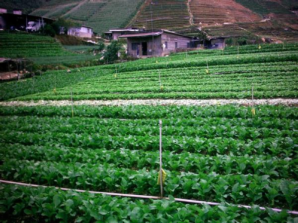 CAMERON SERVICE / MOUNTAIN TOUR & TRAVEL SDN. BHD.: 18 - Agro Farmland ...