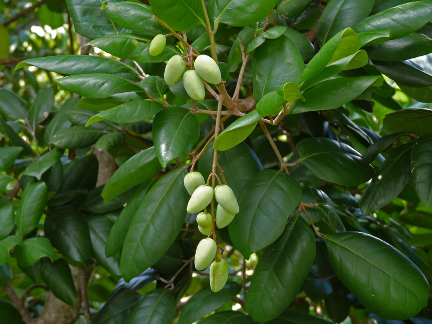Flora de Puerto Rico Ilustrada Papo Vives: BURSERACEAE DACRYODES ...