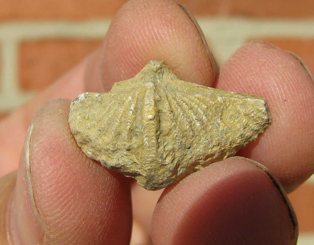 Views of the Mahantango: Anthracospirifer sp. brachiopod from the ...