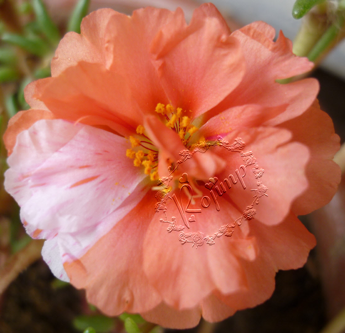 Flores y Frutos: Portulaca (o Coqueta)
