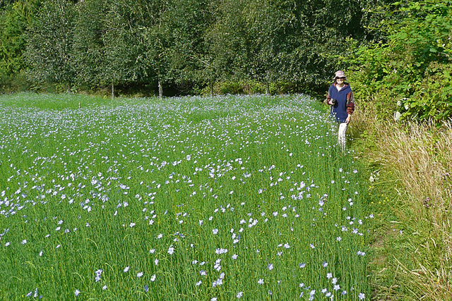 flax to linen victoria bc: Growing flax