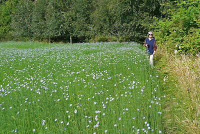 flax to linen victoria bc: Growing flax