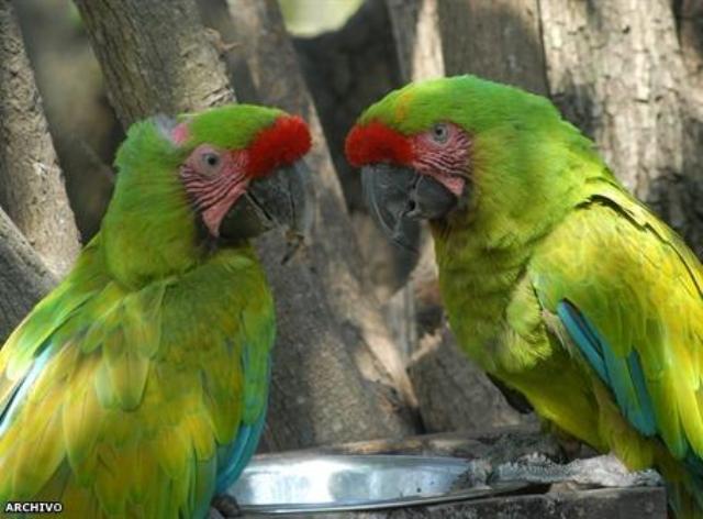 Cultura Guaraní: Los Loros Las Psitácidas (Psittacidae)