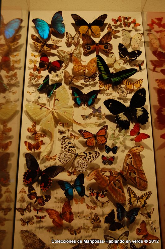 Hablando en verde: Colecciones de insectos