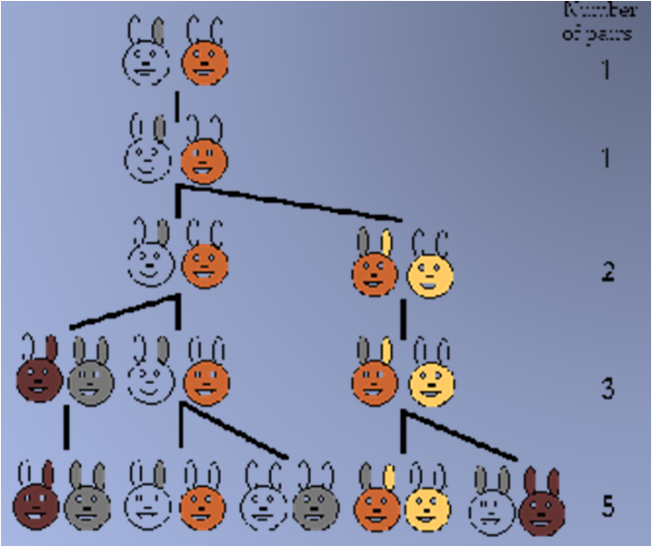 SEZIONE AUREA: La successione di Fibonacci